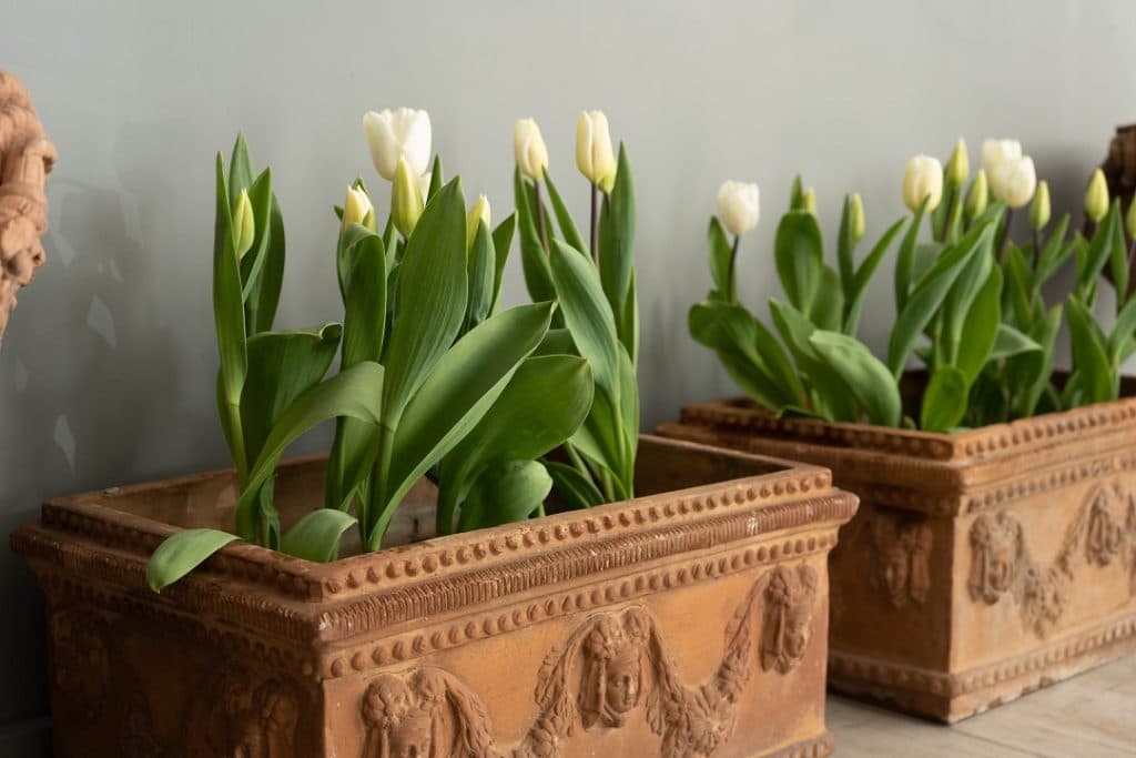 A Pair of rectangular antique Terracotta Planters - DGA by Tina Bird
