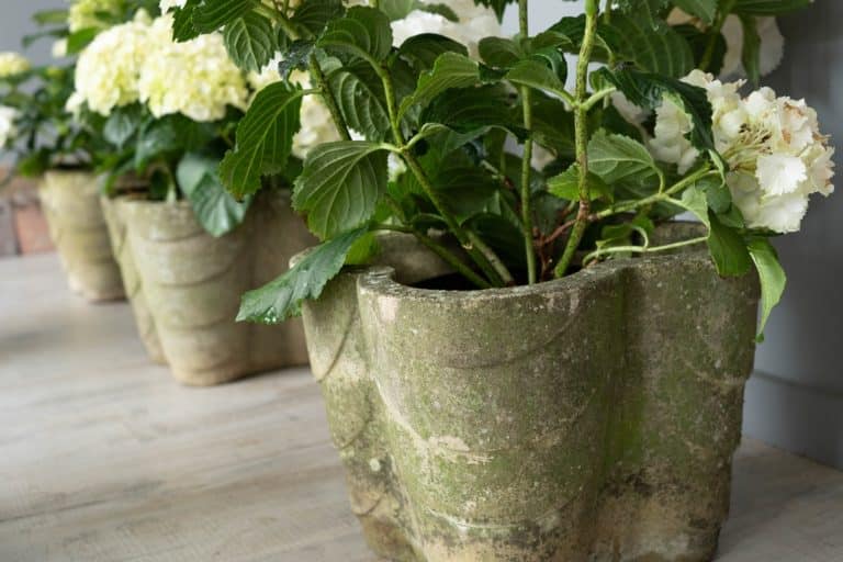 Set of six weathered quatrefoil shaped cast stone planters - DGA by ...