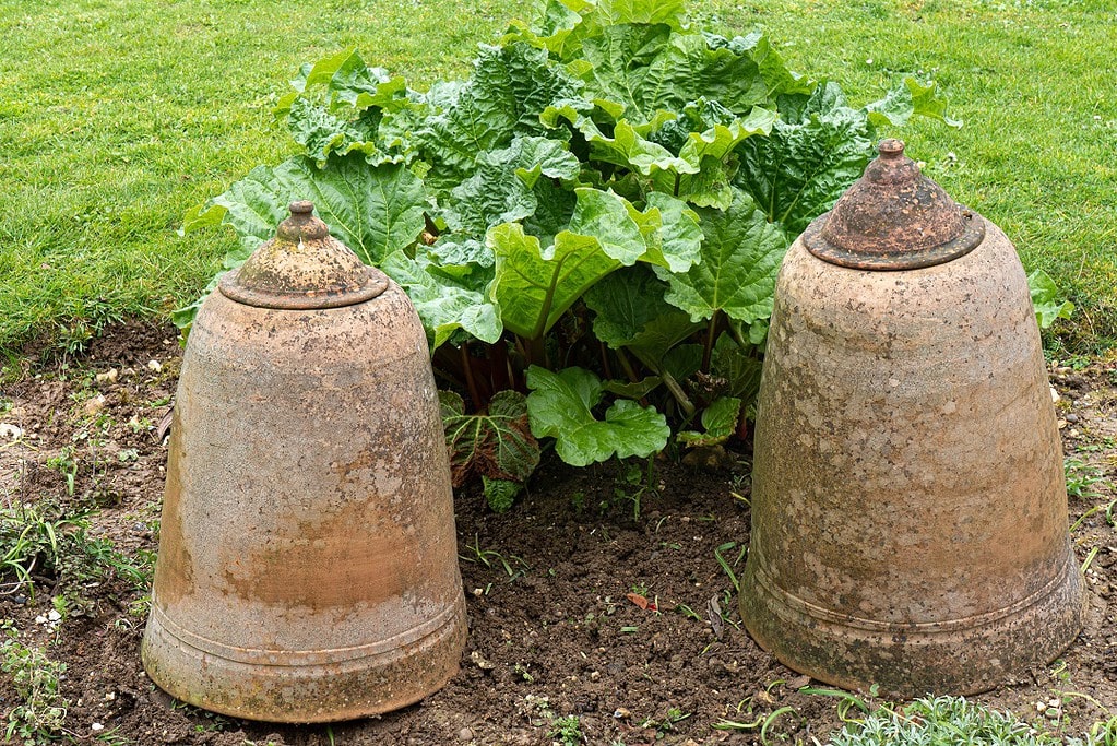 Pair Vintage Rhubarb Forcers - DGA by Tina Bird