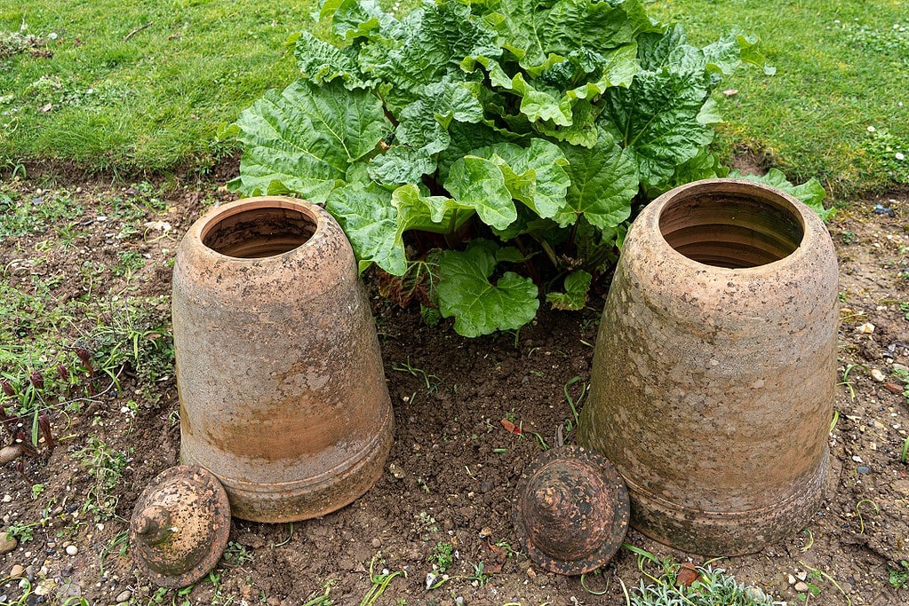 Pair Vintage Rhubarb Forcers - DGA by Tina Bird