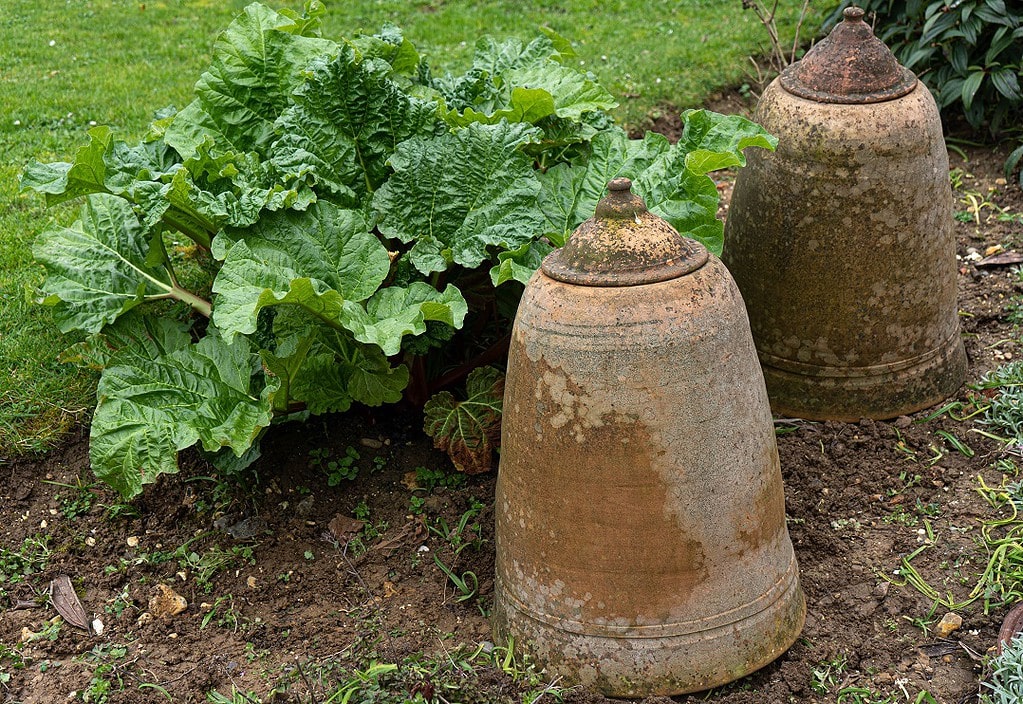 Pair Vintage Rhubarb Forcers - DGA by Tina Bird
