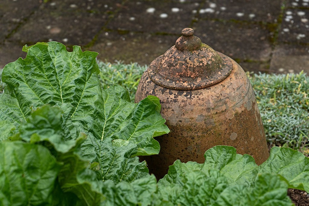Pair Vintage Rhubarb Forcers - DGA by Tina Bird