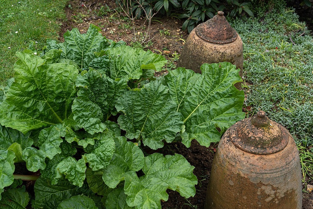Pair Vintage Rhubarb Forcers - DGA by Tina Bird
