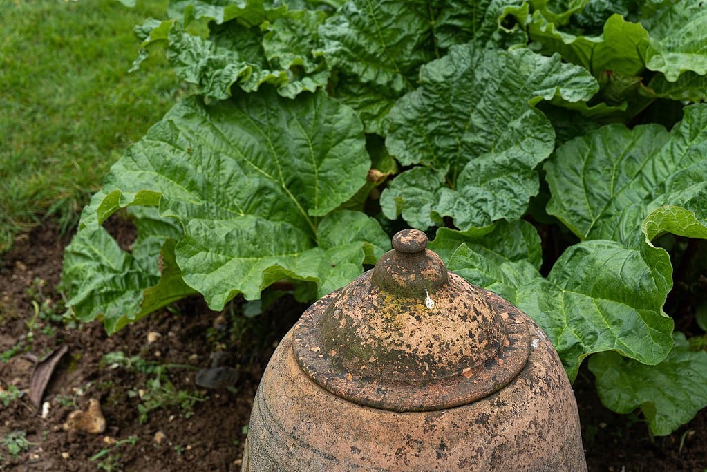 Pair Vintage Rhubarb Forcers - DGA by Tina Bird