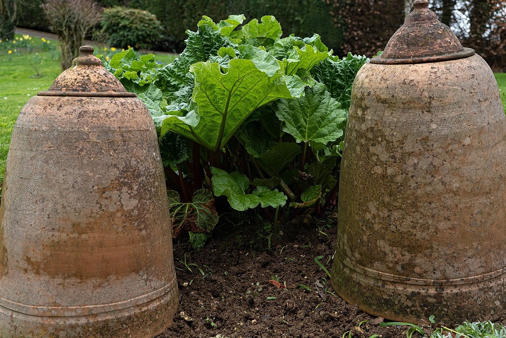 Pair Vintage Rhubarb Forcers - DGA by Tina Bird