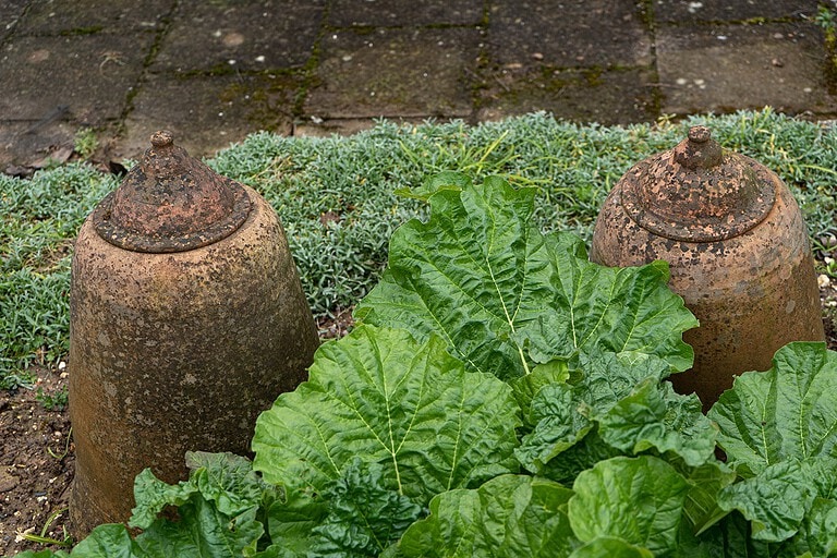 Pair Vintage Rhubarb Forcers - DGA by Tina Bird