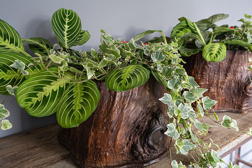 Antique Wooden Japanese Planters - DGA by Tina Bird