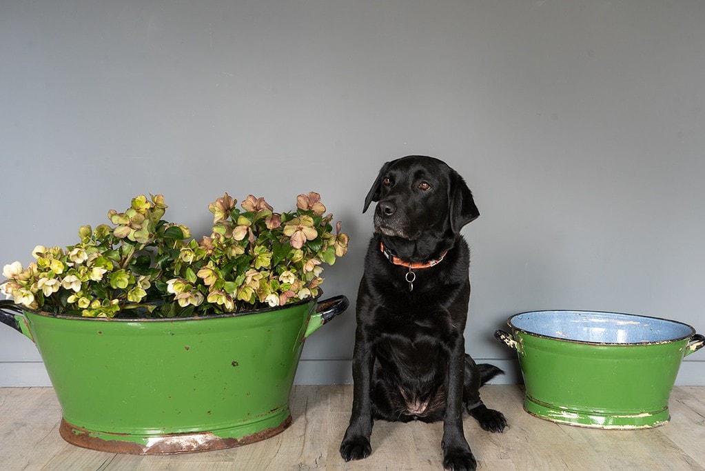 A Green Pair of Vintage Enamel Planters - DGA by Tina Bird
