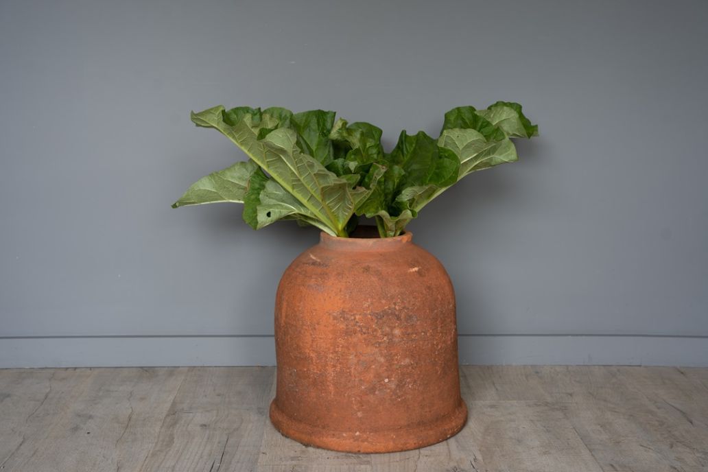 Sankey Bulwell antique Rhubarb Forcer - DGA by Tina Bird