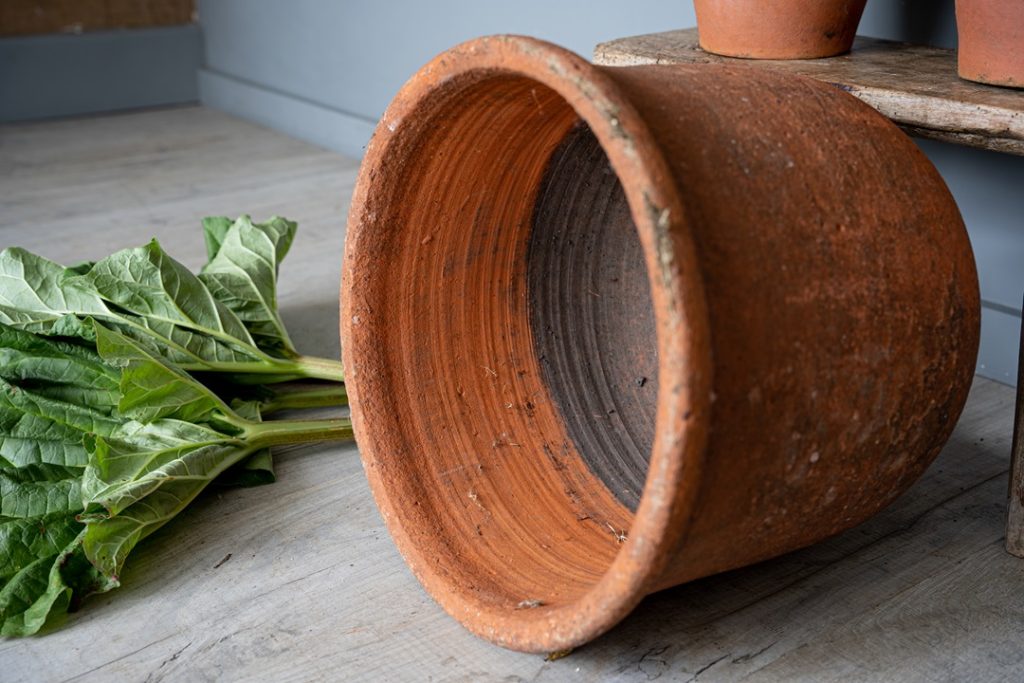 Sankey Bulwell antique Rhubarb Forcer - DGA by Tina Bird