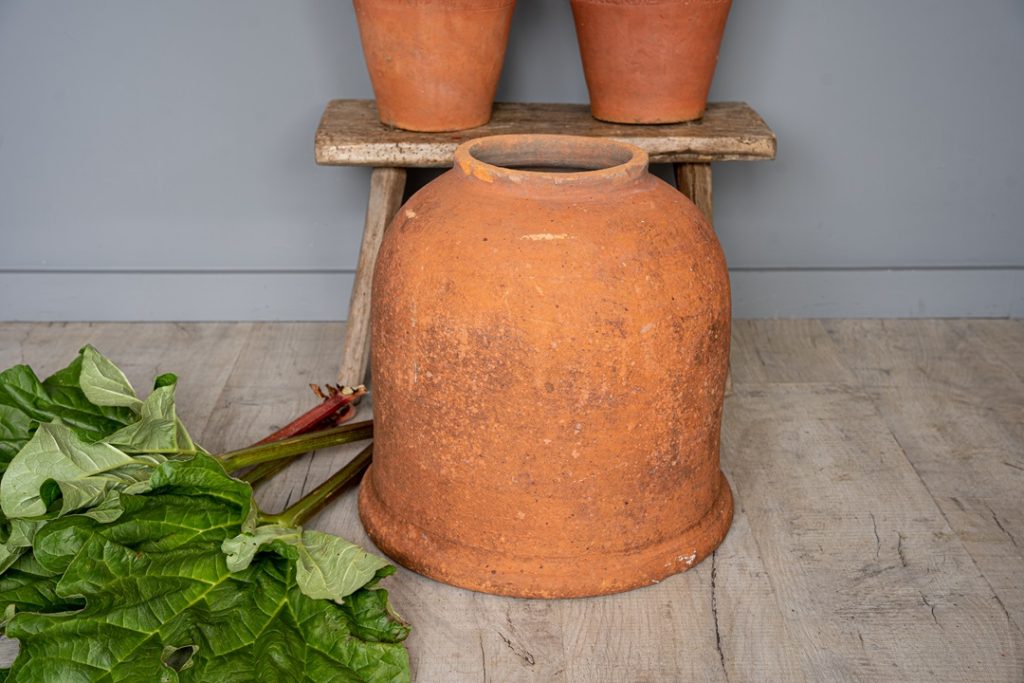 Sankey Bulwell antique Rhubarb Forcer - DGA by Tina Bird